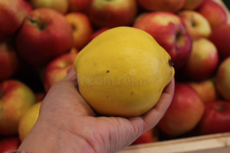 Quince on the Grocery Store Stock Photo - Image of store, quince: 109076806