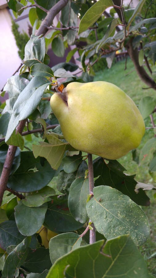 Quince growing on tree stock image. Image of fruit, tree - 76756201