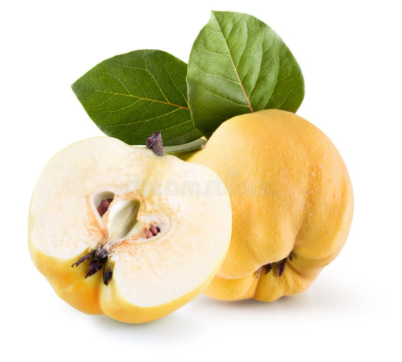 Quince stock photo. Image of exotic, fruit, green, ripe - 42504142