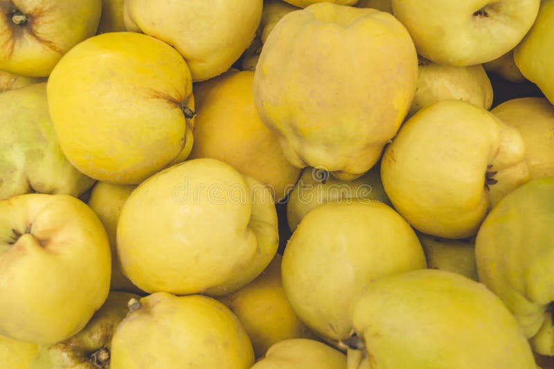 Quince stock photo. Image of vitamin, golden, leaf, season - 387666182