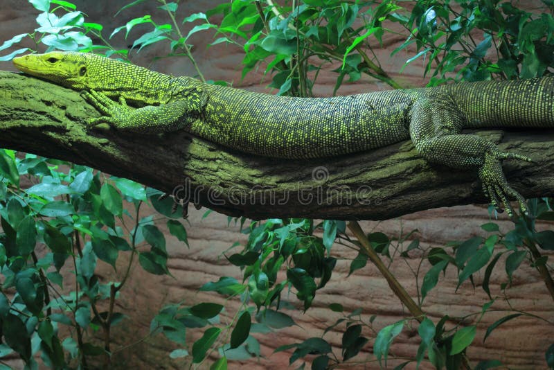 Quince monitor stock image. Image of melinus, monitor - 22644003