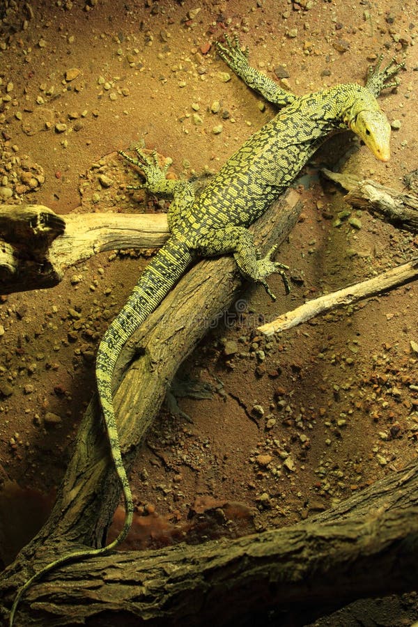 Quince Monitor stock photo. Image of monitor, reptile - 28331560