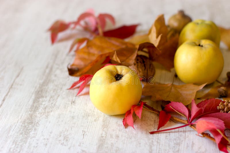 Quince, Organic Apple-quince on Rustic Table, Healthy and Delicious ...