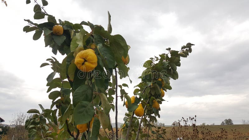 Quince ready for eat stock image. Image of garden, flower - 233597931