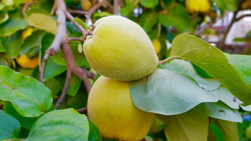Quince tree in autumn stock photo. Image of nature, fresh - 128132316