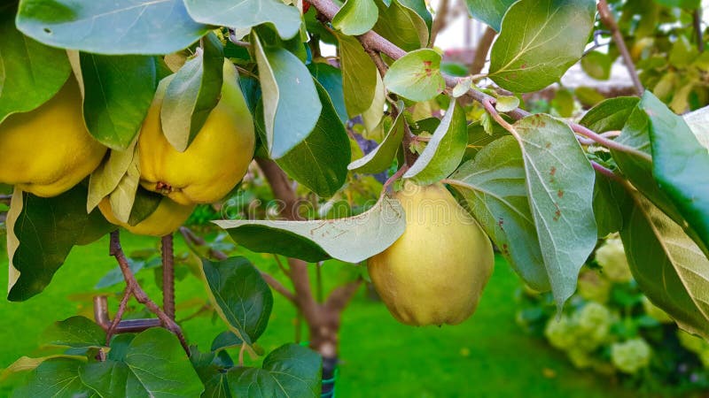 Quince tree in autumn stock image. Image of nutrition - 128132599