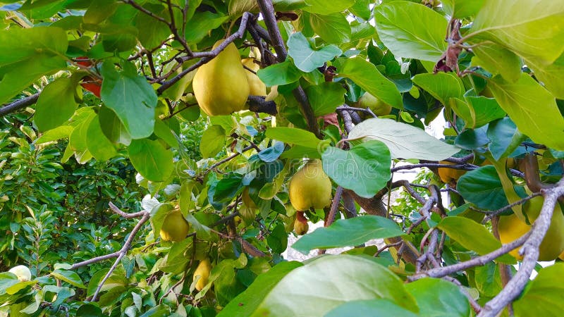 Quince tree in autumn stock photo. Image of agriculture - 128132504