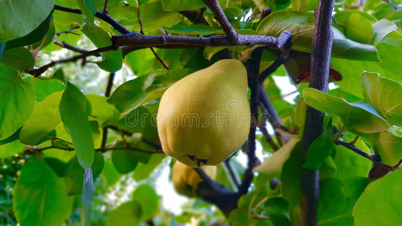 Quince tree in autumn stock image. Image of juicy, leaf - 128132901