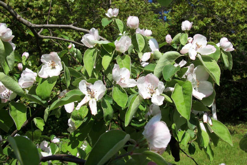 A Quince Tree is Blooming in the Orchard Stock Image - Image of color ...