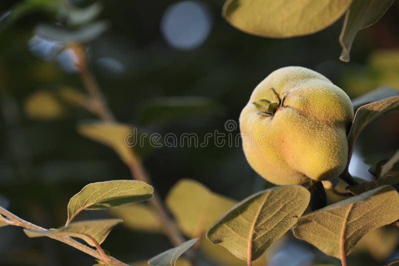 Quince Tree Branch with Fruit Outdoors, Closeup Stock Image - Image of ...