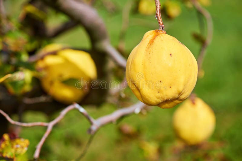 Quince on tree stock photo. Image of outdoors, closeup - 159592306