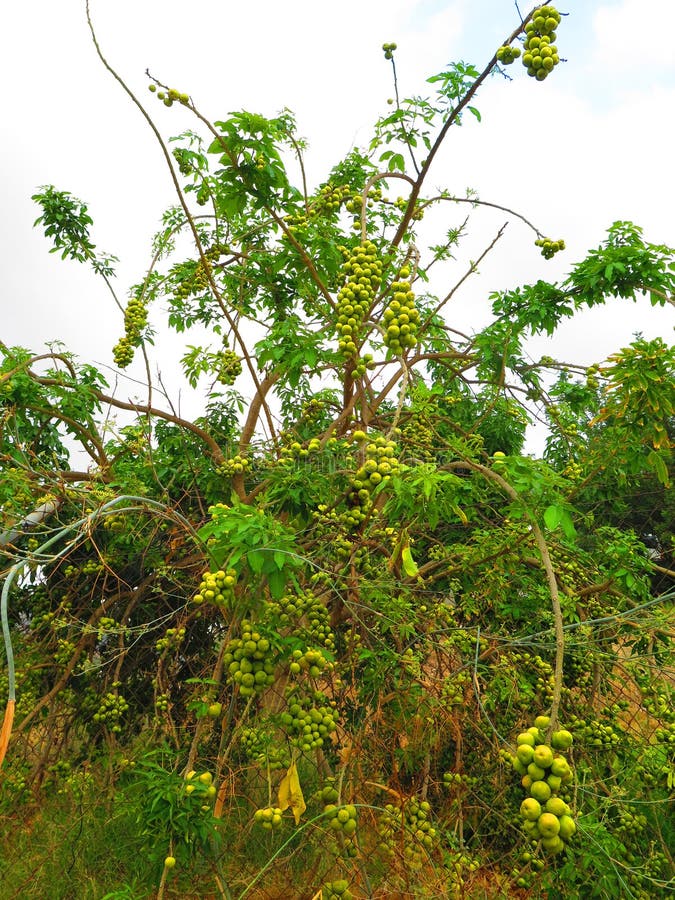 Quince Tree stock photo. Image of vegan, food, vegetarian - 59886108