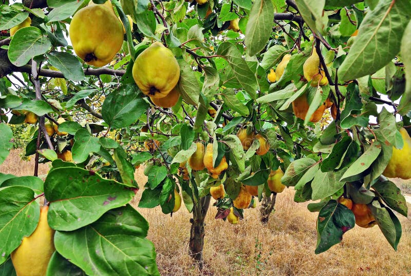 Quince tree stock image. Image of fall, food, health - 61531115