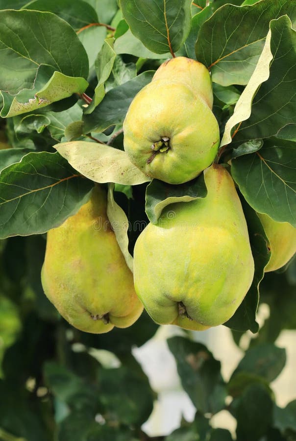 The quince tree with fruit stock image. Image of curative - 274080073