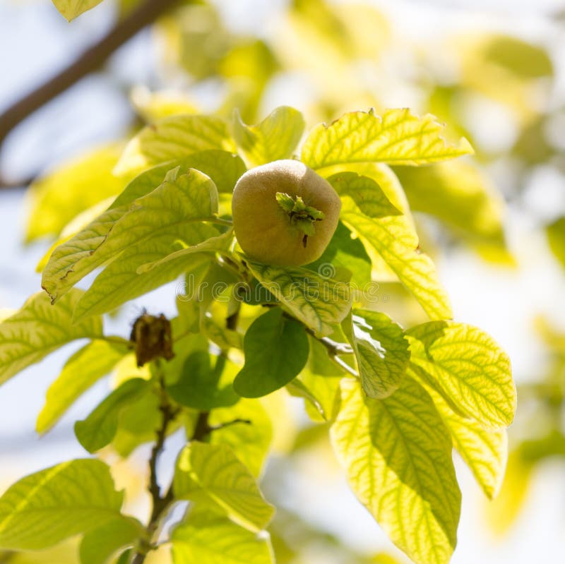 Quince on the Tree in the Garden Stock Photo - Image of quinces, green ...