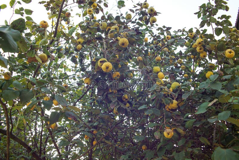 Quince Tree. Group of Yellow Quinces on a Tree in Autumn Stock Image ...