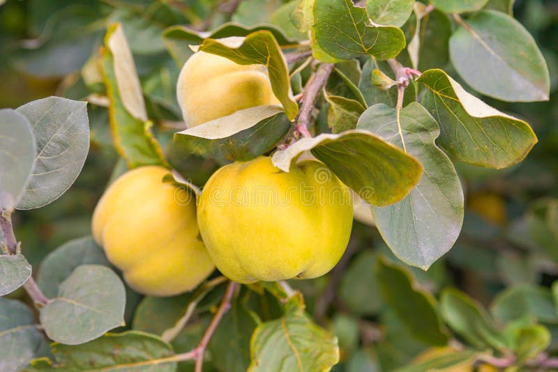Quince Tree Growing in the Garden Stock Photo - Image of leaf, diet ...