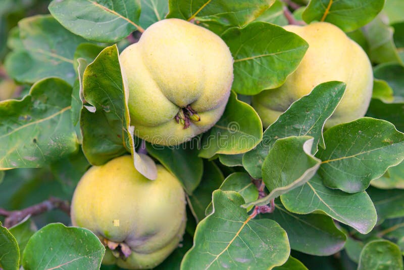 Quince Tree Growing in the Garden Stock Image - Image of eating, diet ...