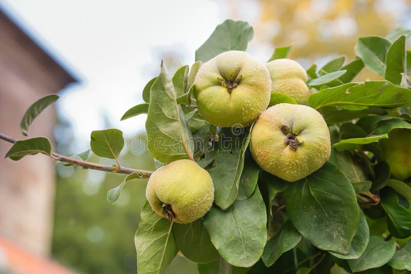 Quince Tree Growing in the Garden Stock Image - Image of green ...