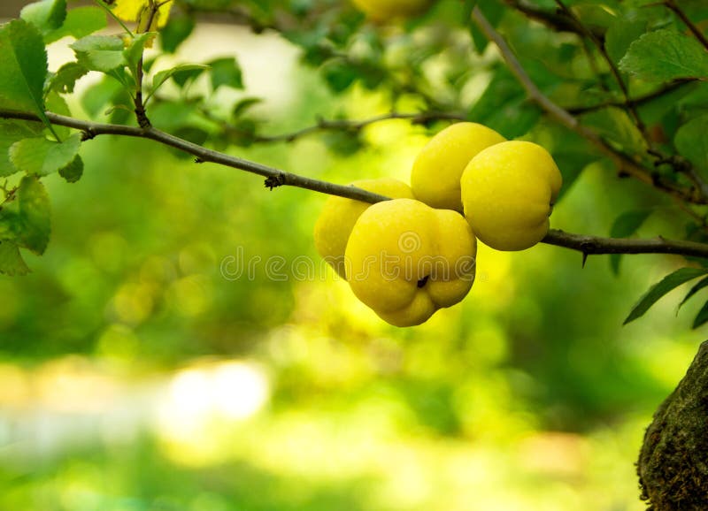 Quince Tree Growing in the Garden at Autumn Stock Image - Image of ...
