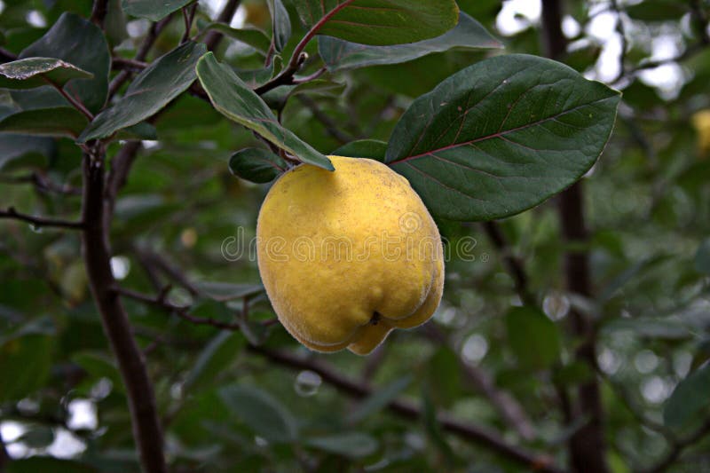 Quince on the tree stock image. Image of tree, garden - 116688011