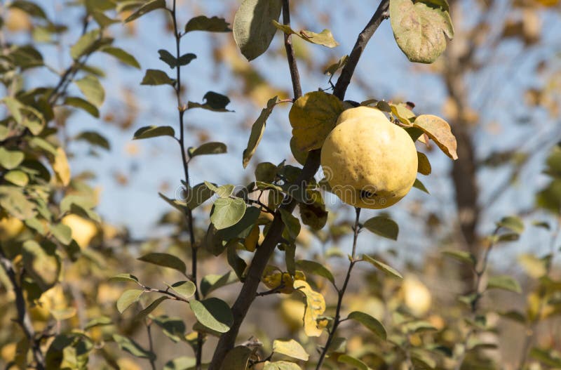 Quince on tree stock image. Image of season, colourful - 102989209