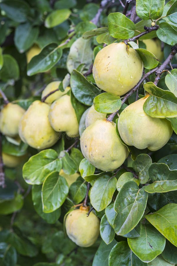 Quince tree stock image. Image of agriculture, natural - 53267803