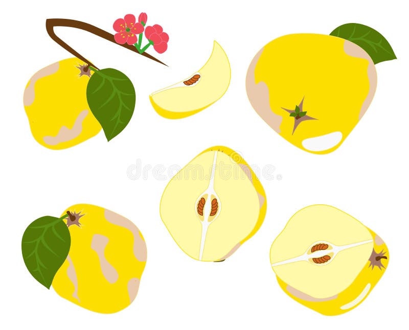 Quince vector illustration stock vector. Illustration of sweet - 119966953