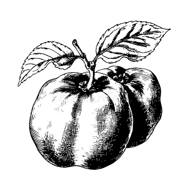 Quince Drawing Stock Illustrations – 948 Quince Drawing Stock ...
