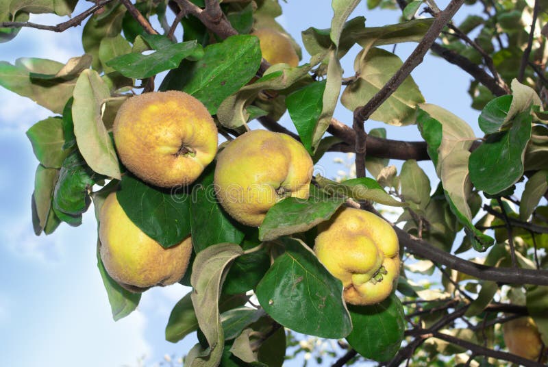 Quinces stock image. Image of plant, environment, fruit - 11101819
