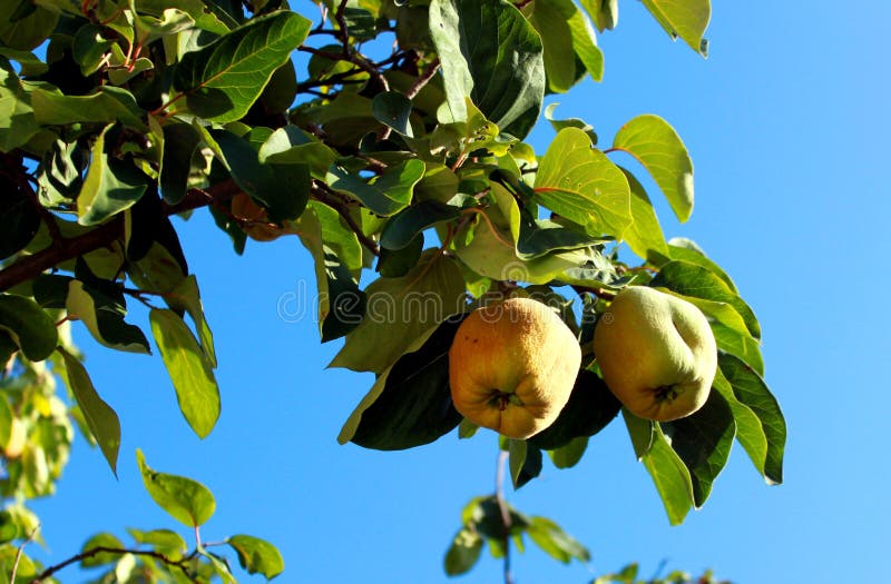 Quinces stock image. Image of quince, farm, quinces, fruit - 21362471