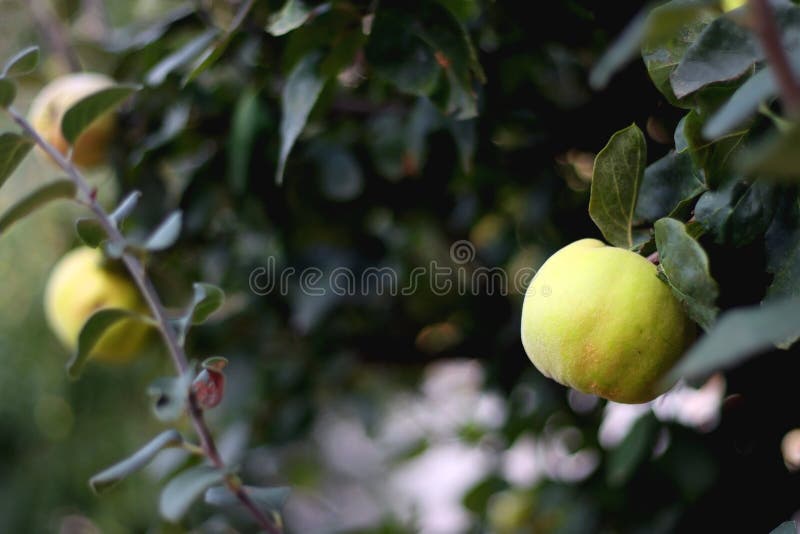 Quince Tree stock image. Image of focus, harvest, cultivated - 257456321