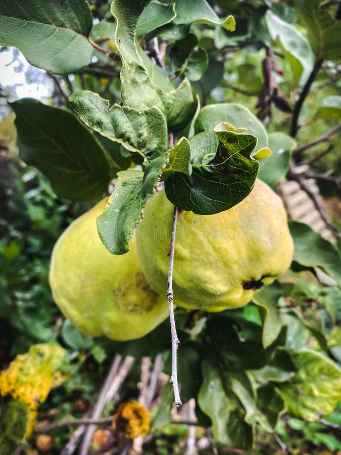 Quinces Ripening on the Branches of the Tree Stock Image - Image of ...