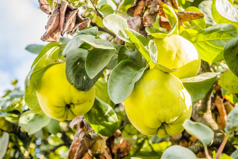 Quinces on the tree stock image. Image of october, landscape - 102680749