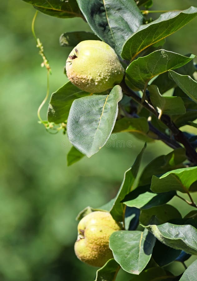 Quincy in the tree stock image. Image of yellow, outdoors - 58503599