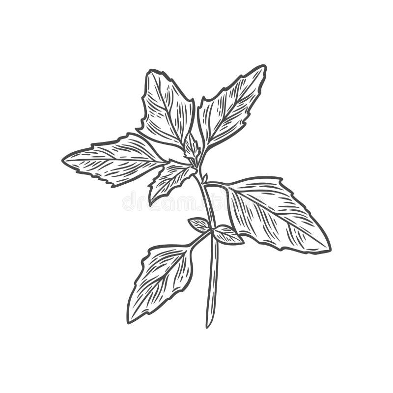 Quinoa Branch in Engraving Style Stock Vector - Illustration of organic ...