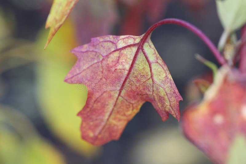 Image of Quinoa Grains Close-up Stock Image - Image of seed, meal: 66465425