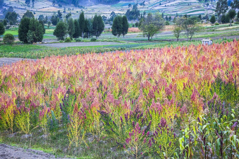 Quinoa cultivated fields stock photo. Image of closeup - 56322970