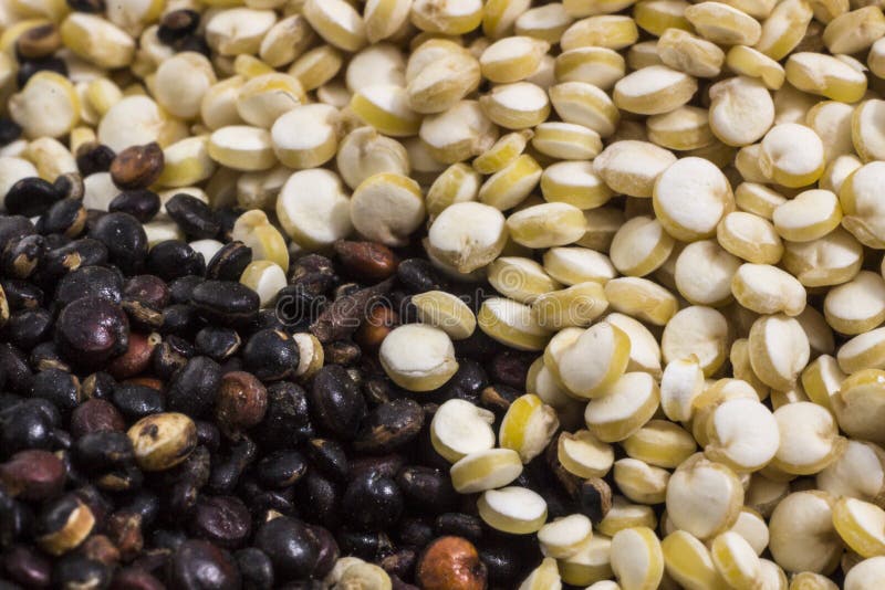 Macro Photography of Quinoa Grains Stock Image - Image of amino ...