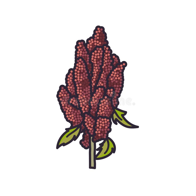 Quinoa Panicle Isolated Vector Illustration Stock Vector - Illustration ...