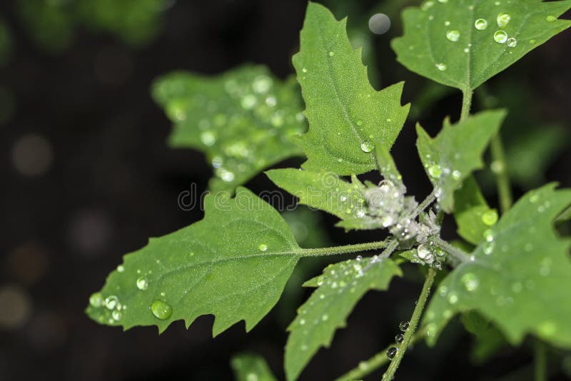 Quinoa Plant stock photo. Image of life, quinoa, food - 79243002