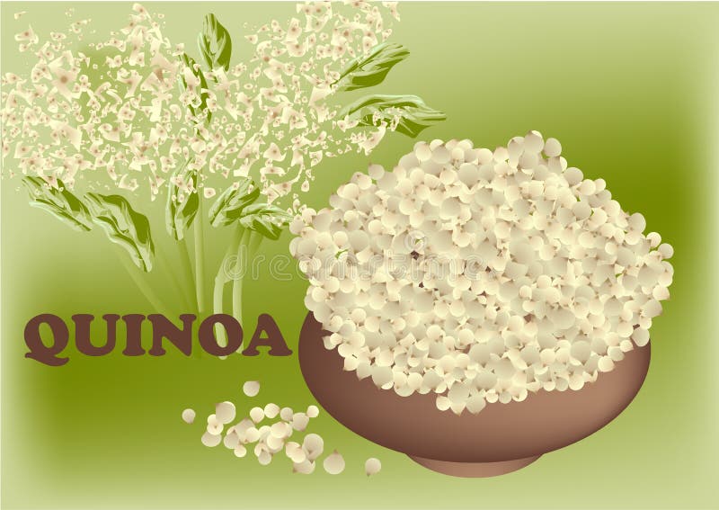 Quinoa stock vector. Illustration of vegetable, crop - 73010257