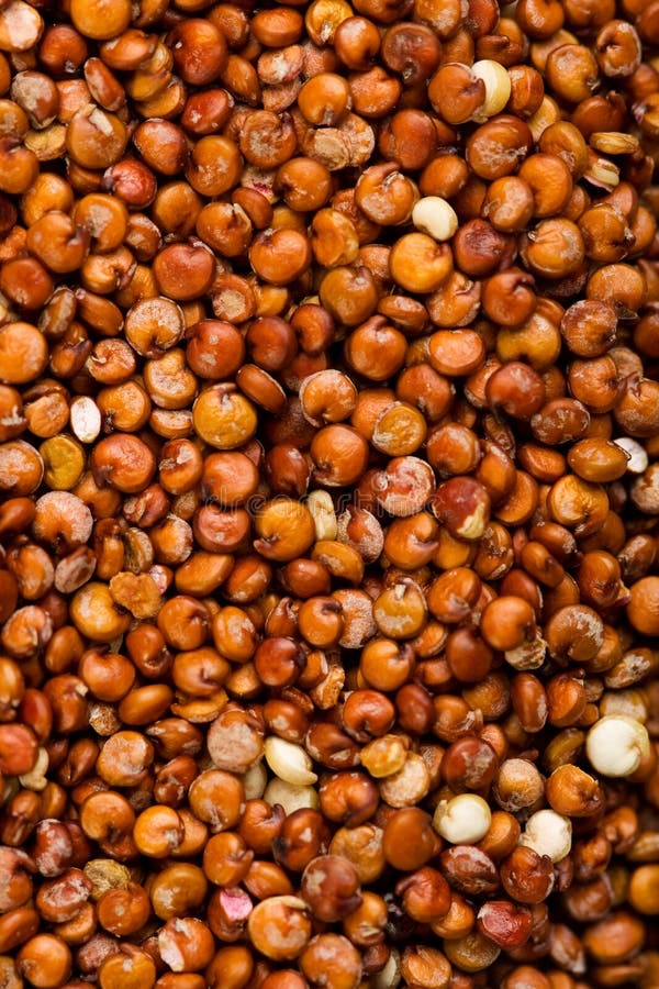 Quinoa roja imagen de archivo. Imagen de seco, textura - 13281787