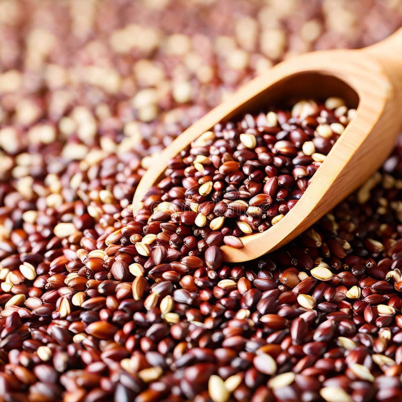Quinoa Seeds Quinoa Seeds are Small Round Seeds that Come Frm T Stock ...
