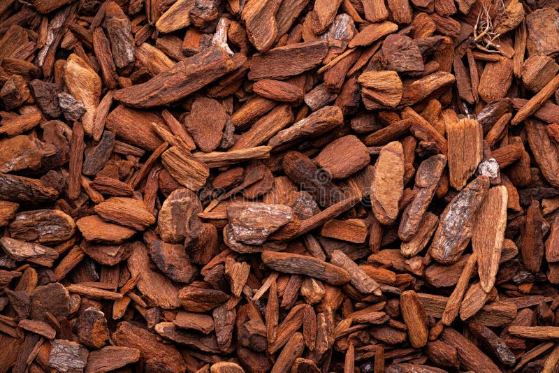 Top view of dry quinquina stock photo. Image of food - 325237320