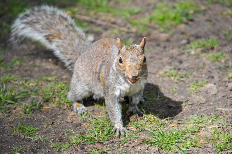 Quirrel in Hyde Park, London, UK Stock Photo - Image of feed, beautiful ...