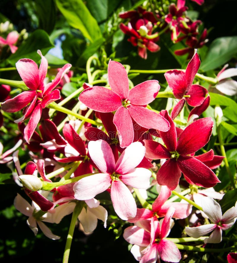 Quisqualis indica stock photo. Image of pink, vietnam - 223453924