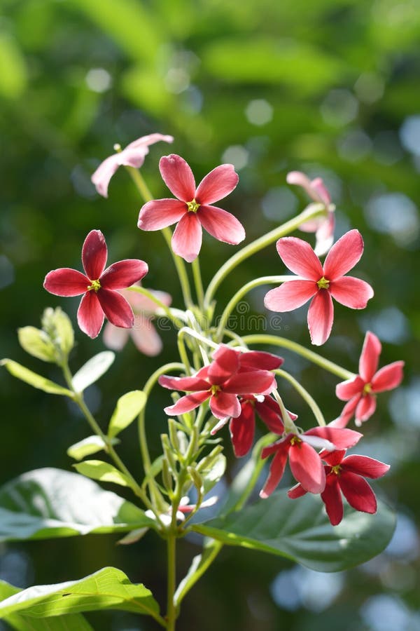 Quisqualis indica stock image. Image of ornamental, garden - 62146007