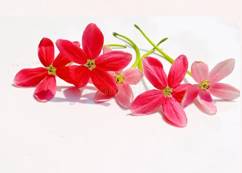 Quisqualis Indica Flower on White Background Stock Photo - Image of ...