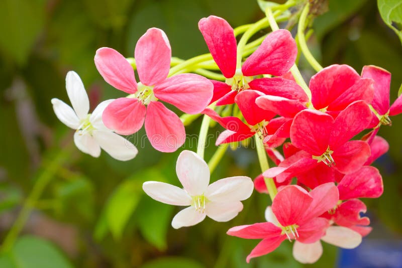 Quisqualis indica stock photo. Image of flower, quisqualis - 57624298